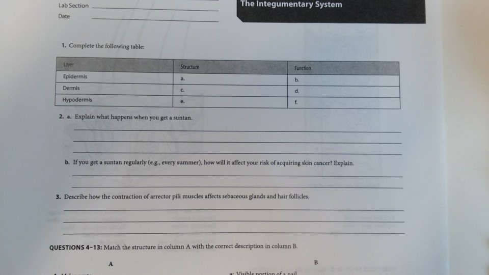 Solved Lab Section The Integumentary System Date 1. Complete | Chegg.com