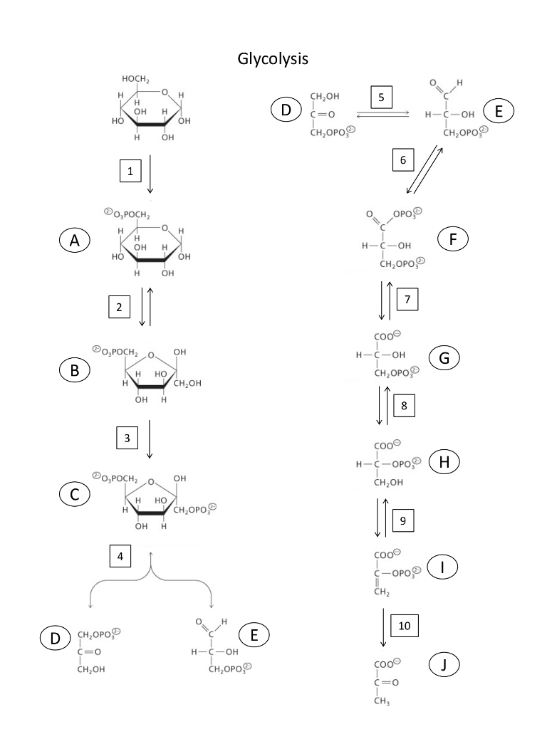 Solved Fill in the names of the pathway intermediates | Chegg.com