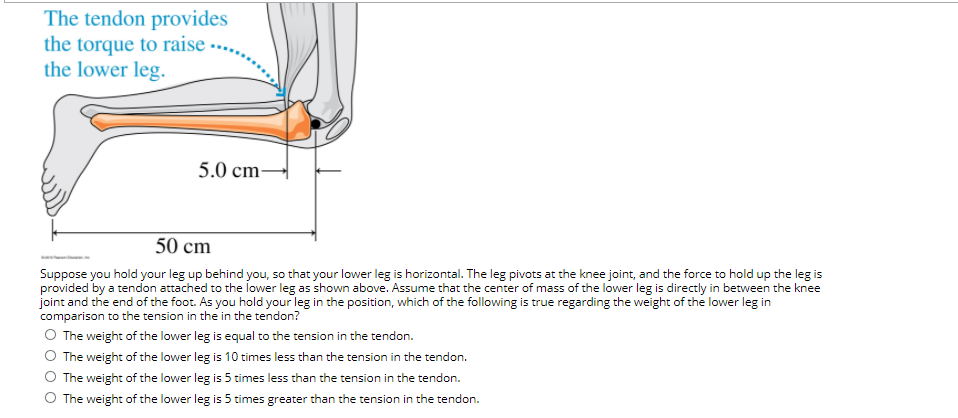 Solved The tendon provides the torque to raise the lower | Chegg.com