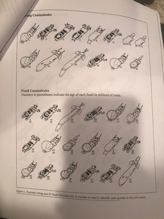 Solved Caminalcule Procedure Print the Caminalcule file and | Chegg.com