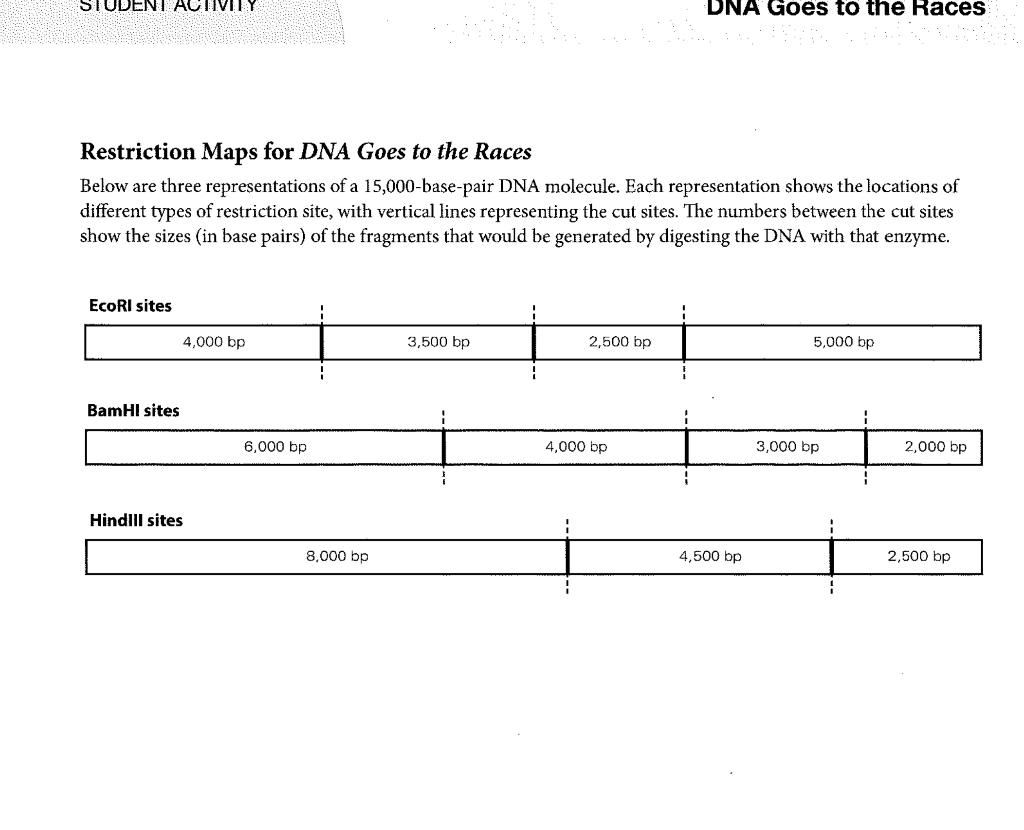 Solved STUDENT ACTIVITY DNA Goes to the Races Restriction | Chegg.com