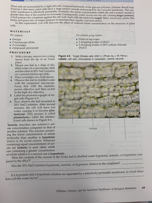 Solved Plant cells are surrounded by a rigid cell | Chegg.com
