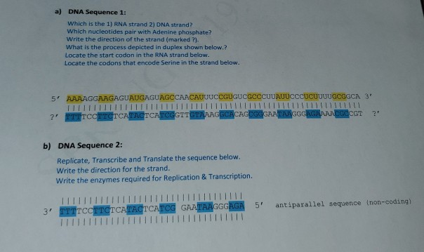 Solved a) DNA Sequence 1: Which is the 1) RNA strand 2) DNA | Chegg.com