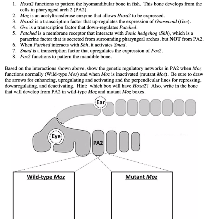 Solved 1. Hoxa2 functions to pattern the hyomandibular bone | Chegg.com