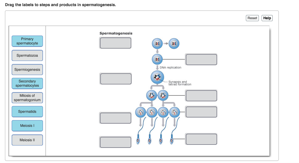 Spermatogenesis Steps