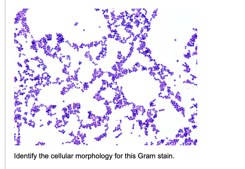 Solved What is the Gram reaction? What is the bacterial | Chegg.com