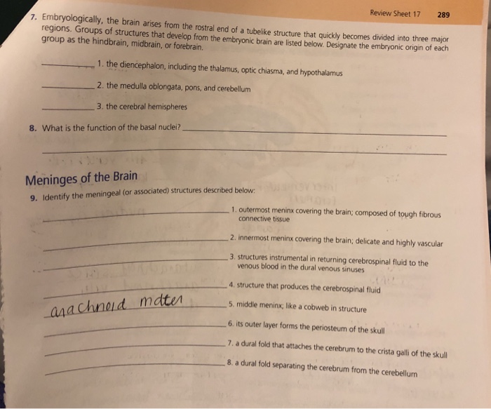 Solved Review Sheet 17 289 7. Embry ologically, the brain | Chegg.com