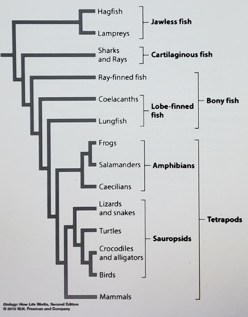 Solved How many monophyletic groups can I create using | Chegg.com