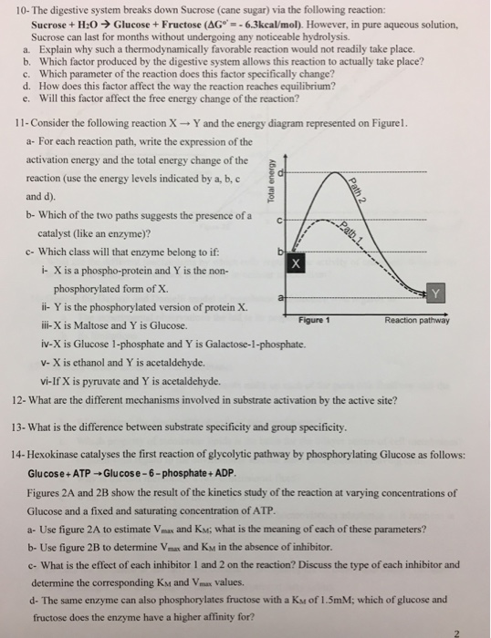 Solved 10-The digestive system breaks down Sucrose (cane | Chegg.com