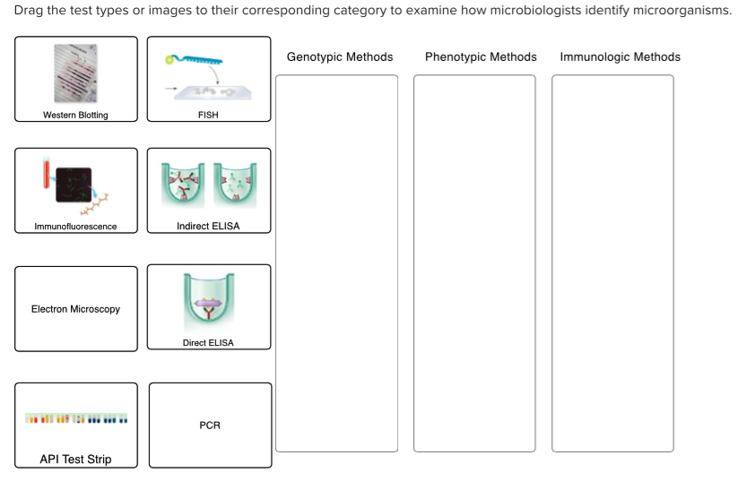 Solved Drag the test types or images to their corresponding | Chegg.com