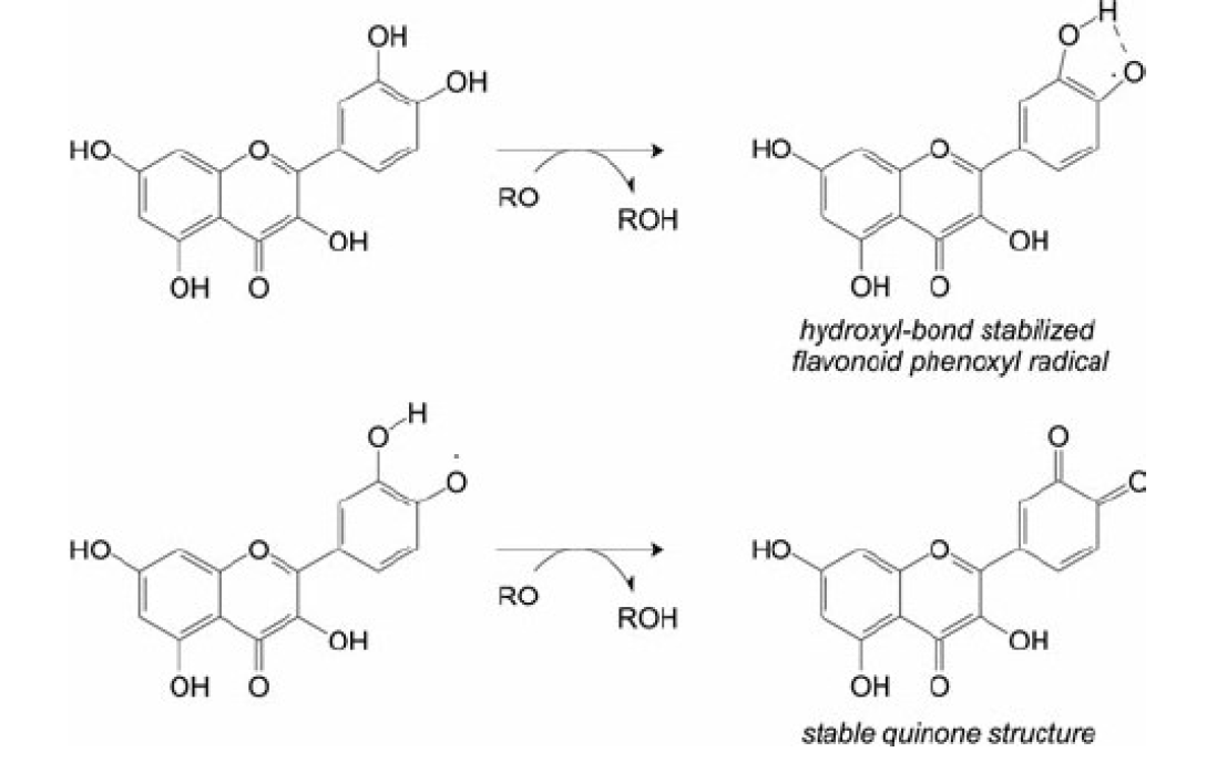 Solved Explain the mechanism of antioxidant action of | Chegg.com