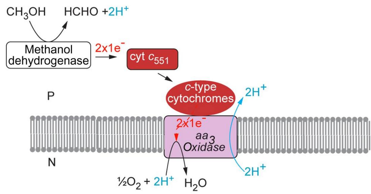Solved Some bacteria can use methanol as a source of energy. | Chegg.com
