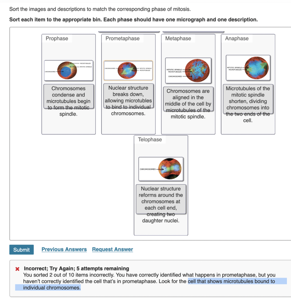 Solved Sort the images and descriptions to match the | Chegg.com