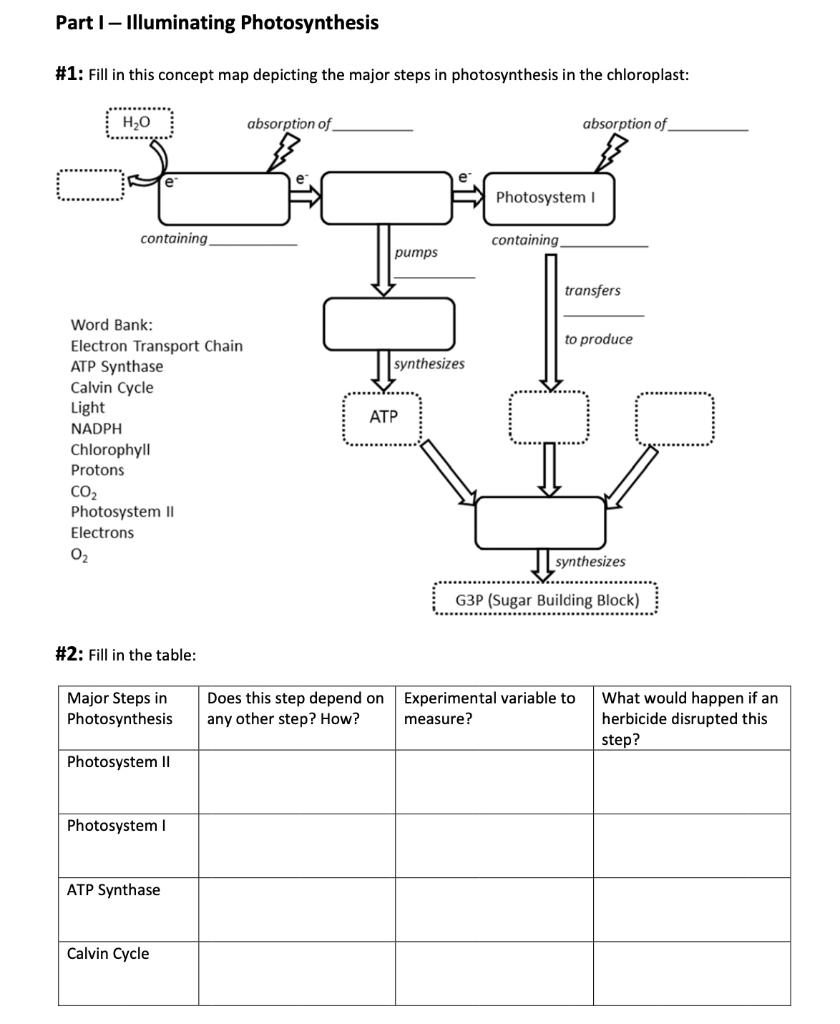 Solved Part I- Illuminating Photosynthesis #1: Fill in this | Chegg.com
