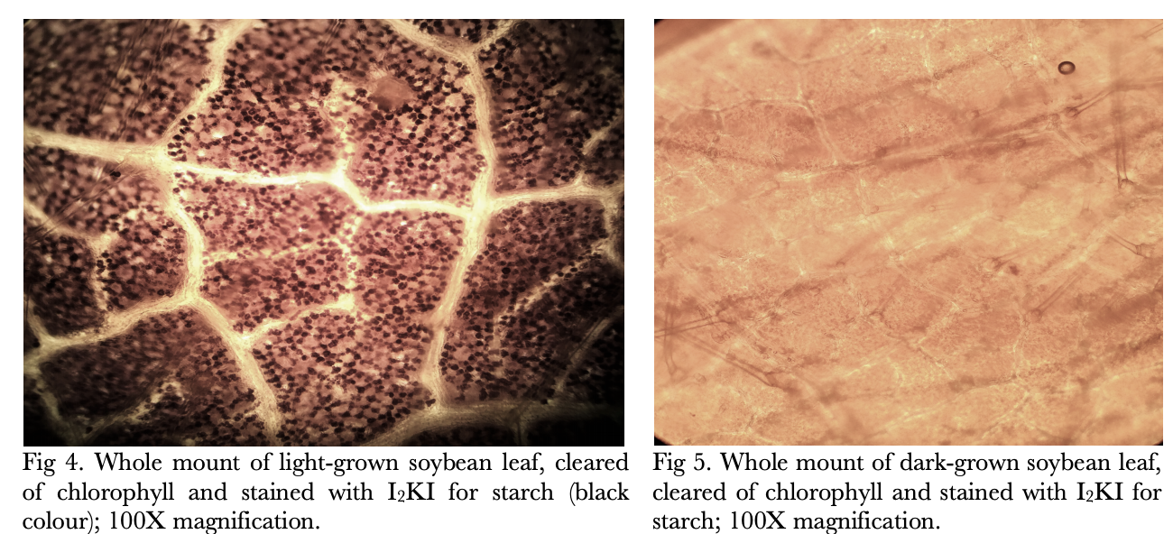 Solved Briefly describe the different starch staining | Chegg.com