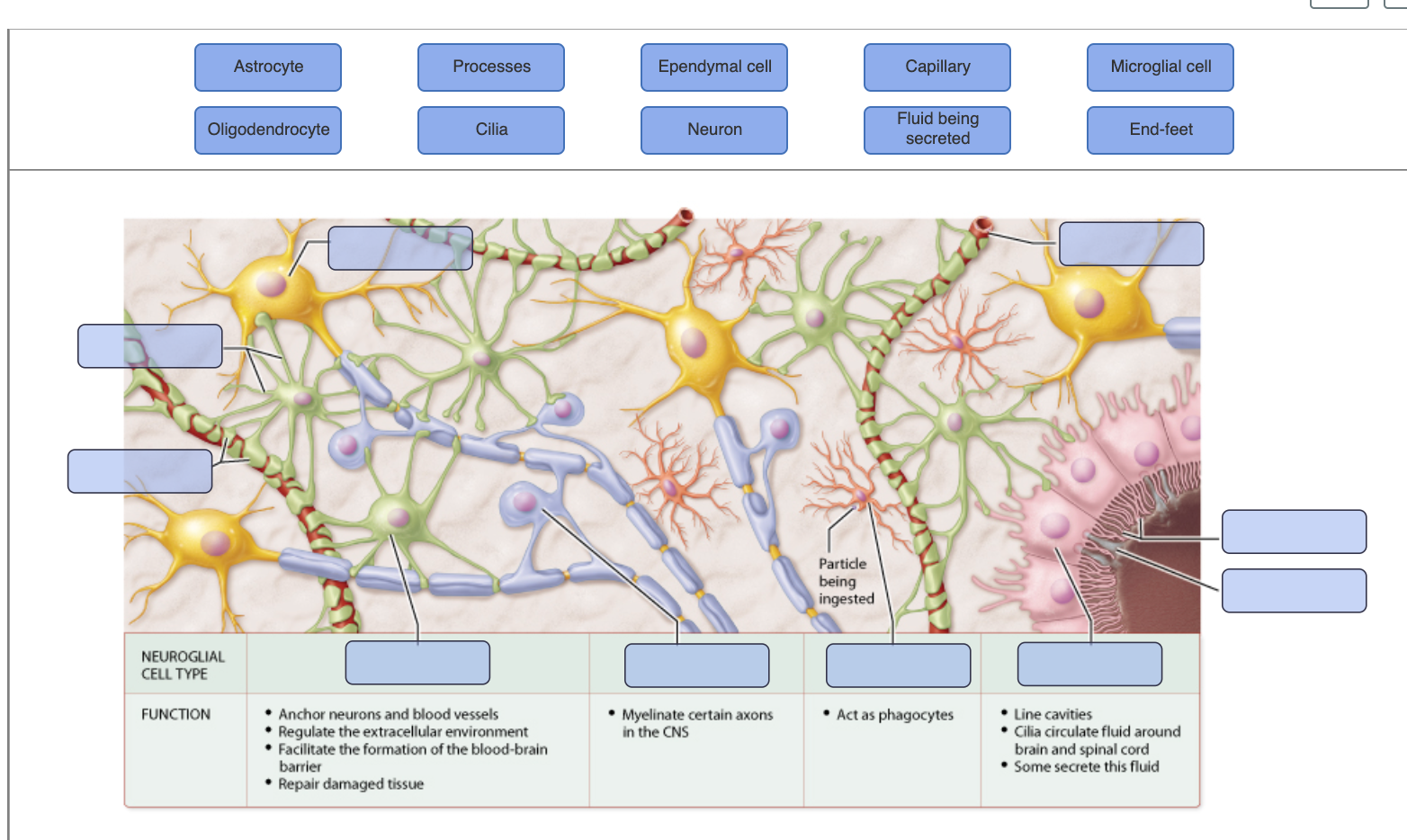 Solved Astrocyte Processes Ependymal cell Capillary | Chegg.com