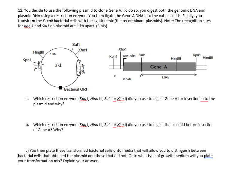 Solved 12. You decide to use the following plasmid to clone | Chegg.com