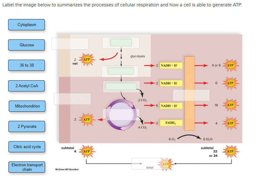 Solved Label the image below to summarizes the processes of | Chegg.com