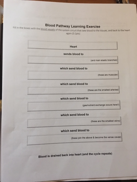 Solved Blood Pathway Learning Exercise Fil in the bOxes with | Chegg.com