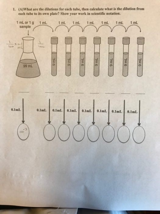 Solved (A)What are the dilutions for each tube, then | Chegg.com
