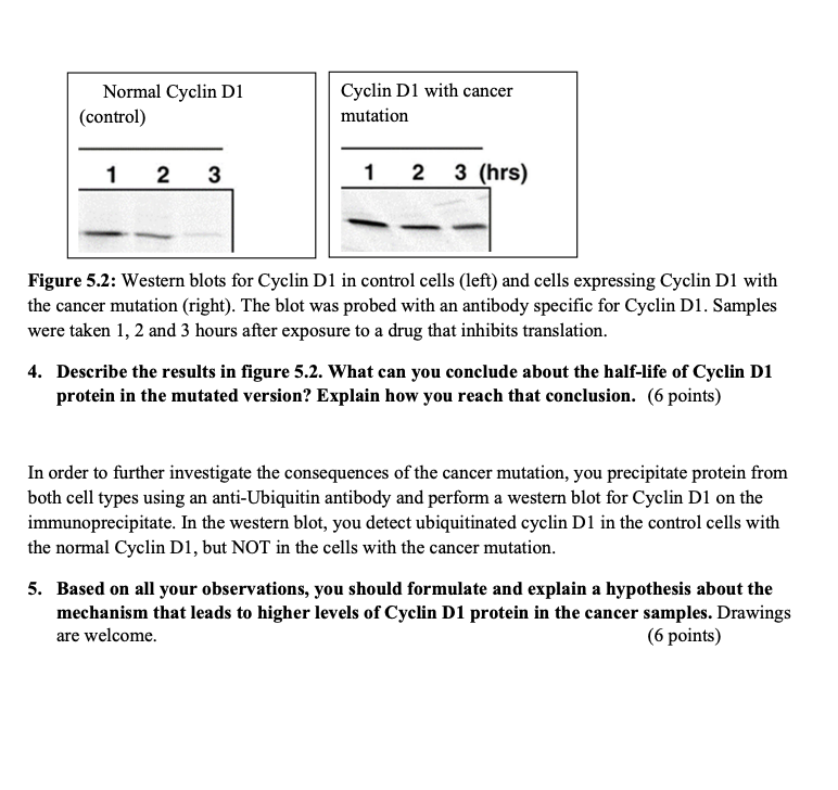 Solved Normal Cyclin D1 (control) Cyclin D1 with cancer | Chegg.com