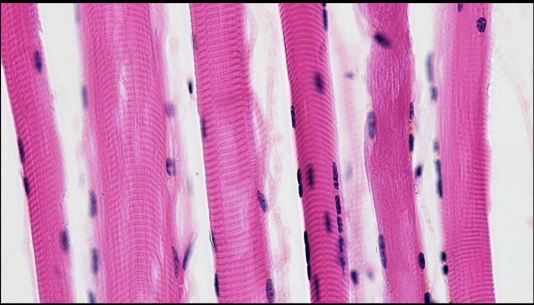 Solved Use the images to label the structures listed: 1. | Chegg.com