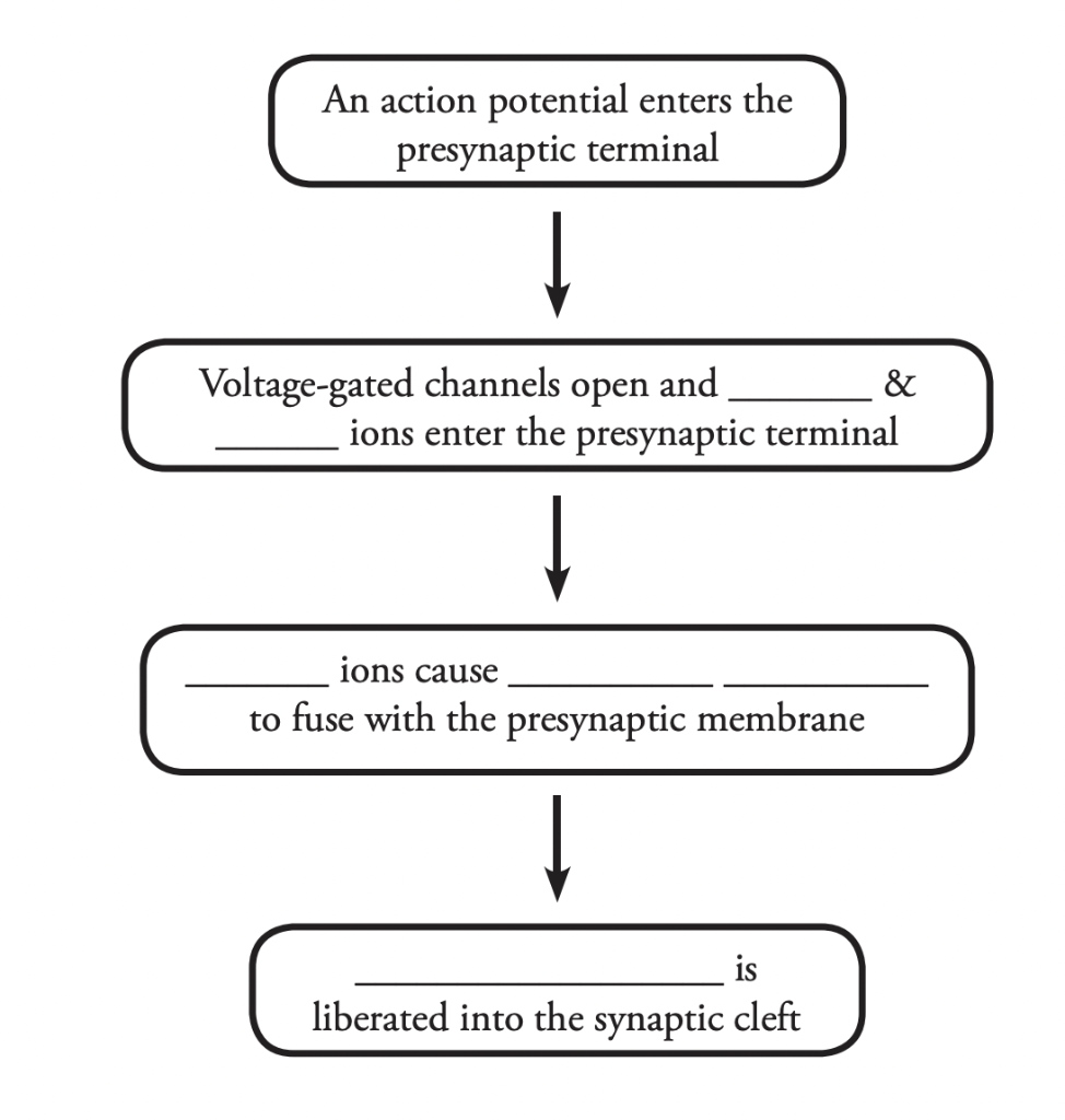 Solved An action potential enters the presynaptic terminal | Chegg.com
