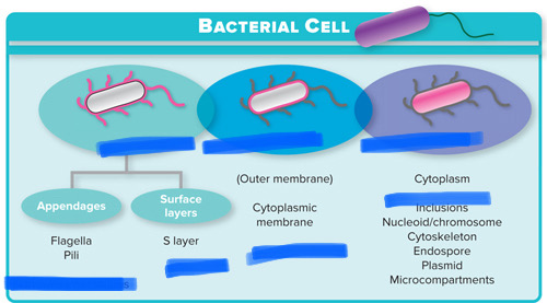 Solved Drag the labels to the correct areas of this | Chegg.com