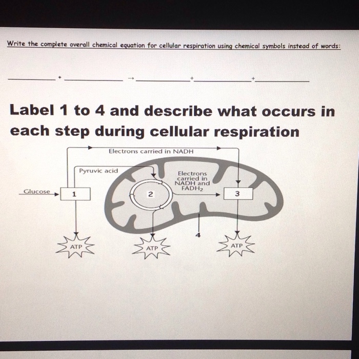 Write The Complete Balanced Equation For Cellular Respiration ... Write The Complete Balanced Equation For Cellular Respiration ...