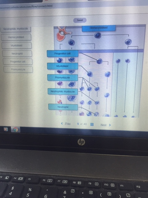 Solved on.com/flow/connect.html Neutrophilic myelocyte | Chegg.com
