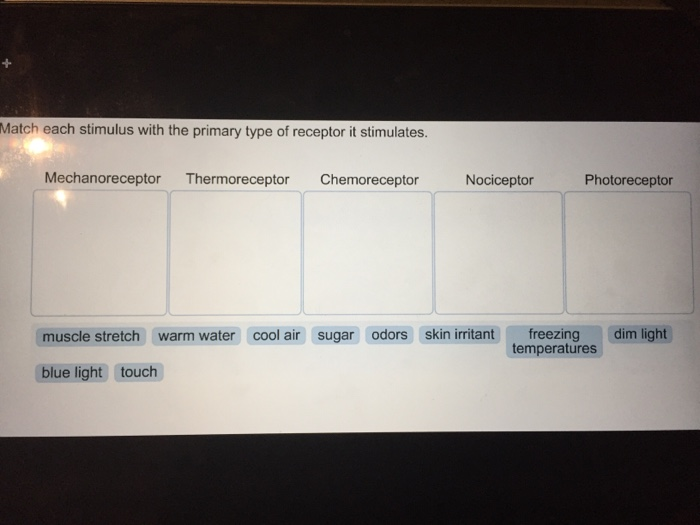 Solved Match each stimulus with the primary type of receptor | Chegg.com