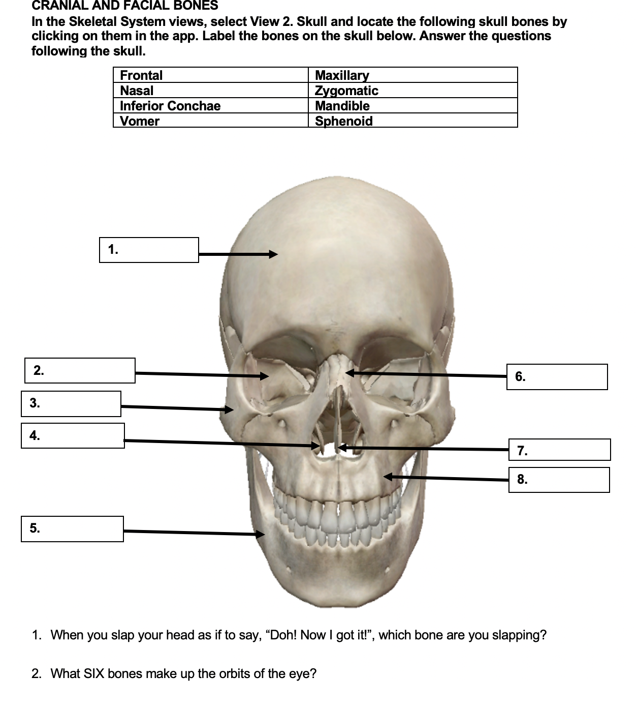 Solved CRANIAL AND FACIAL BONES In The Skeletal System Chegg