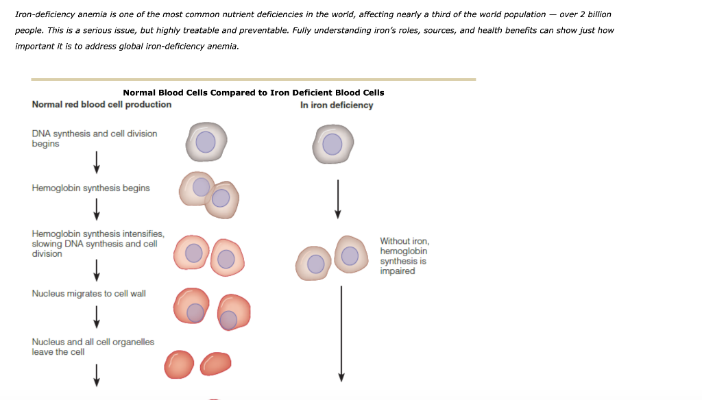 Solved Use your knowledge of iron's role in the human body | Chegg.com