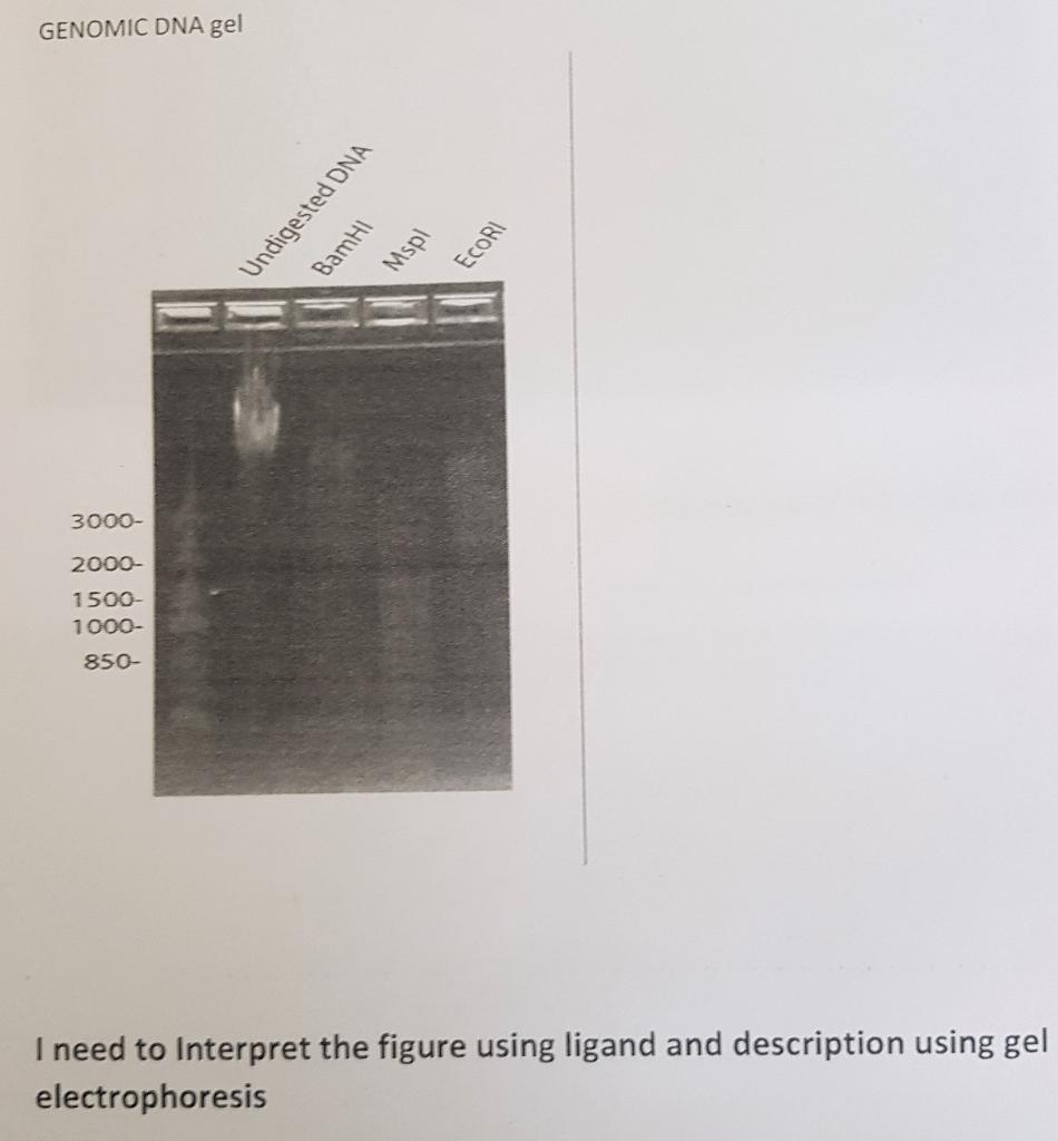Solved GENOMIC DNA gel Undigested DNA BamHI Mspl EcoRI 3000- | Chegg.com