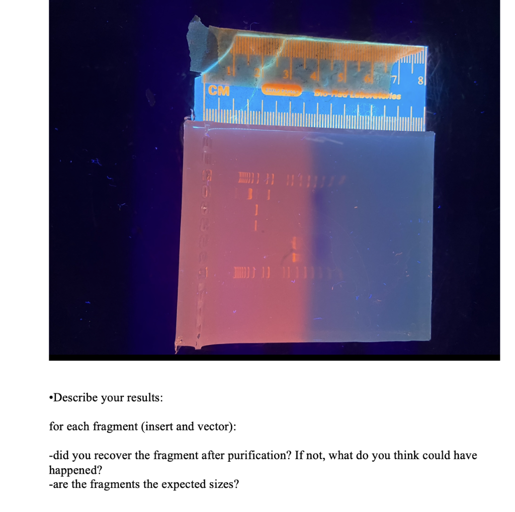 Solved см wies •Describe your results: for each fragment | Chegg.com