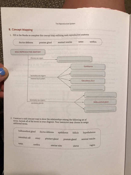 Solved The Reproductive System B. Concept Mapping 1. Fill in | Chegg.com Solved The Reproductive System B. Concept Mapping 1. Fill in | Chegg.com