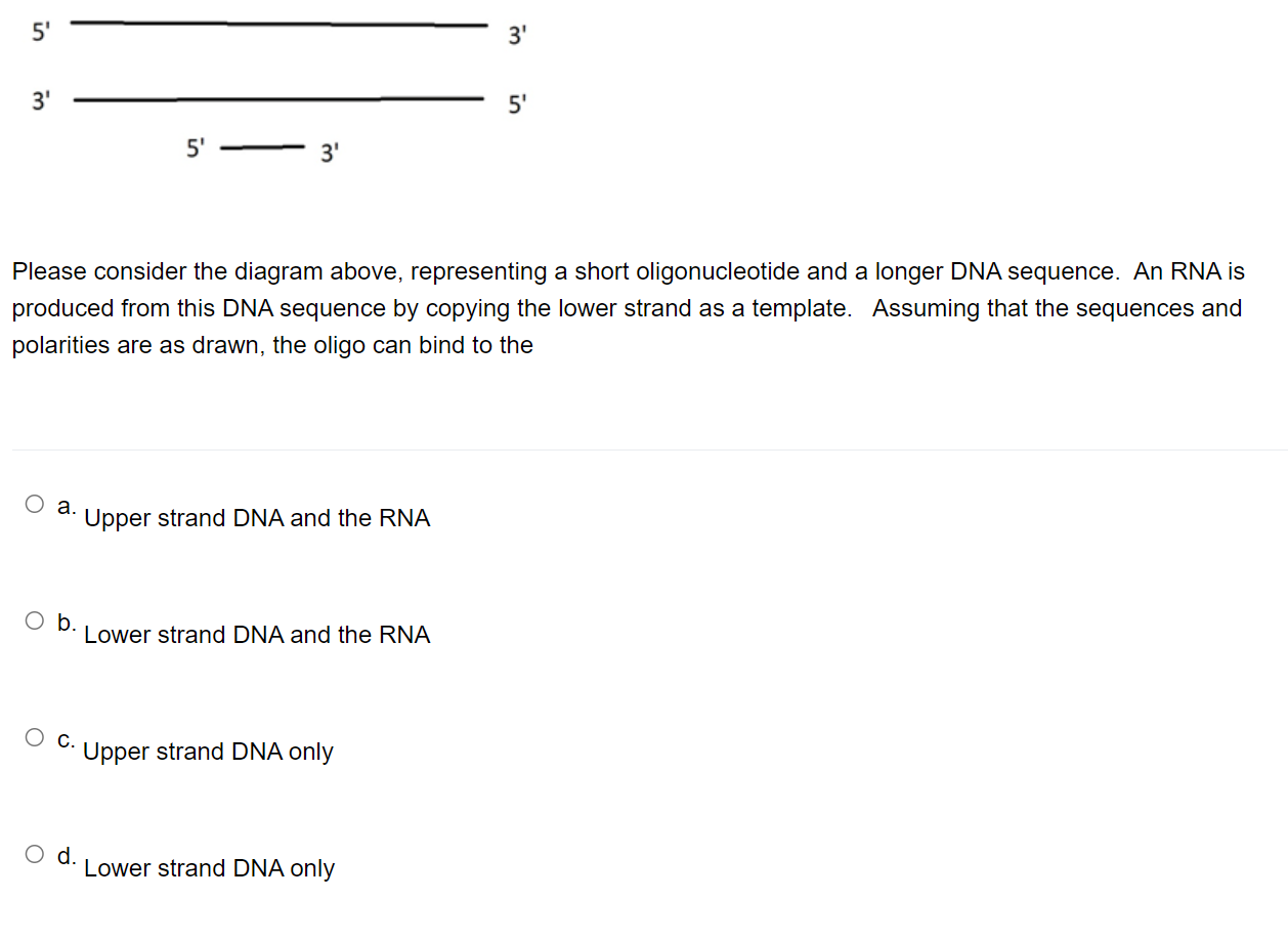 Solved 5' 3' 3' 5' 5' 3' Please consider the diagram above, | Chegg.com