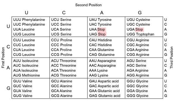 Solved Question 1 Refer to the codon table below to solve | Chegg.com
