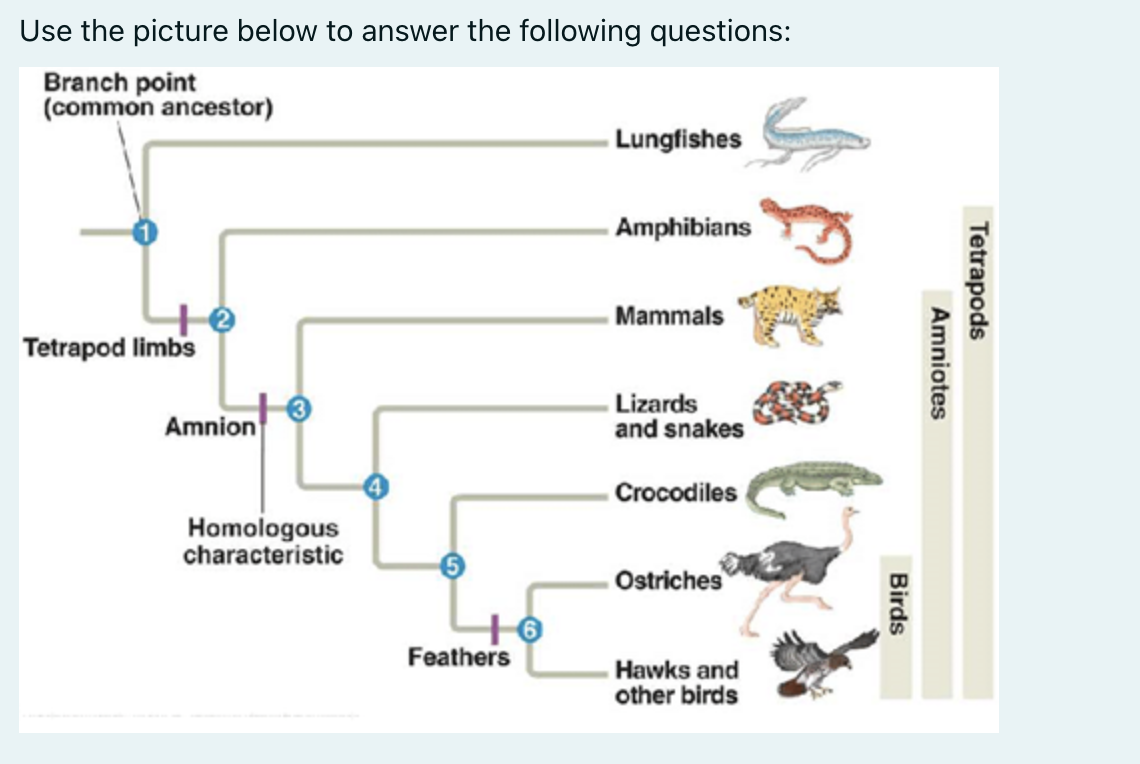 Solved What is a sister taxa? Based on the phylogenic | Chegg.com