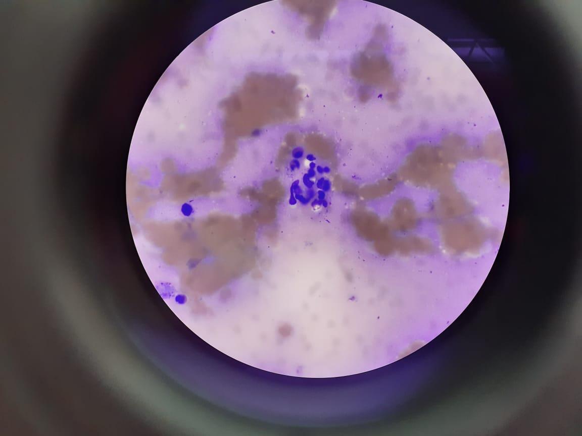 please label and annotate on the following images the | Chegg.com