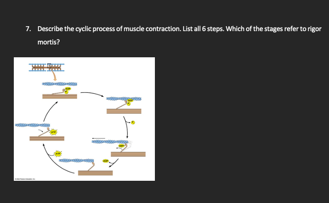 Solved 7. Describe the cyclic process of muscle contraction. | Chegg.com