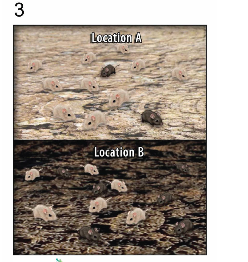 Solved Based on the patterns that appear in the images, in | Chegg.com