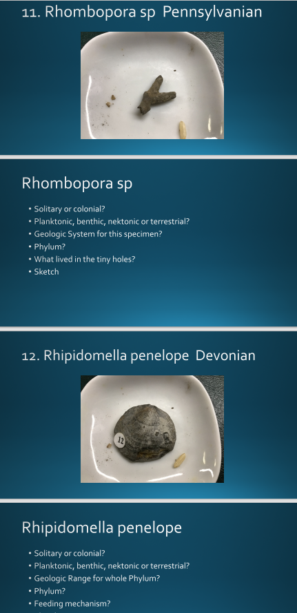 11. Rhombopora sp Pennsylvanian Rhombopora sp • | Chegg.com