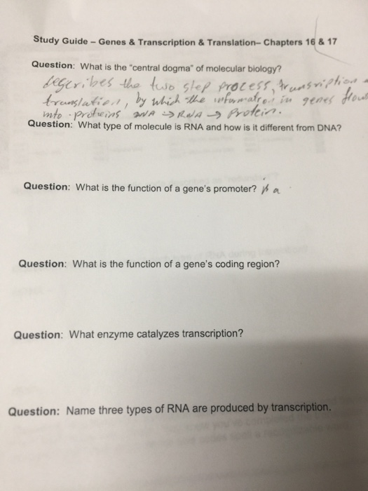 Solved Study Guide -Genes &Transcription & | Chegg.com