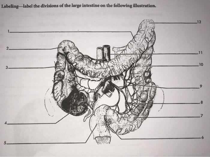 Solved Labeling-label the divisions of the large intestine | Chegg.com
