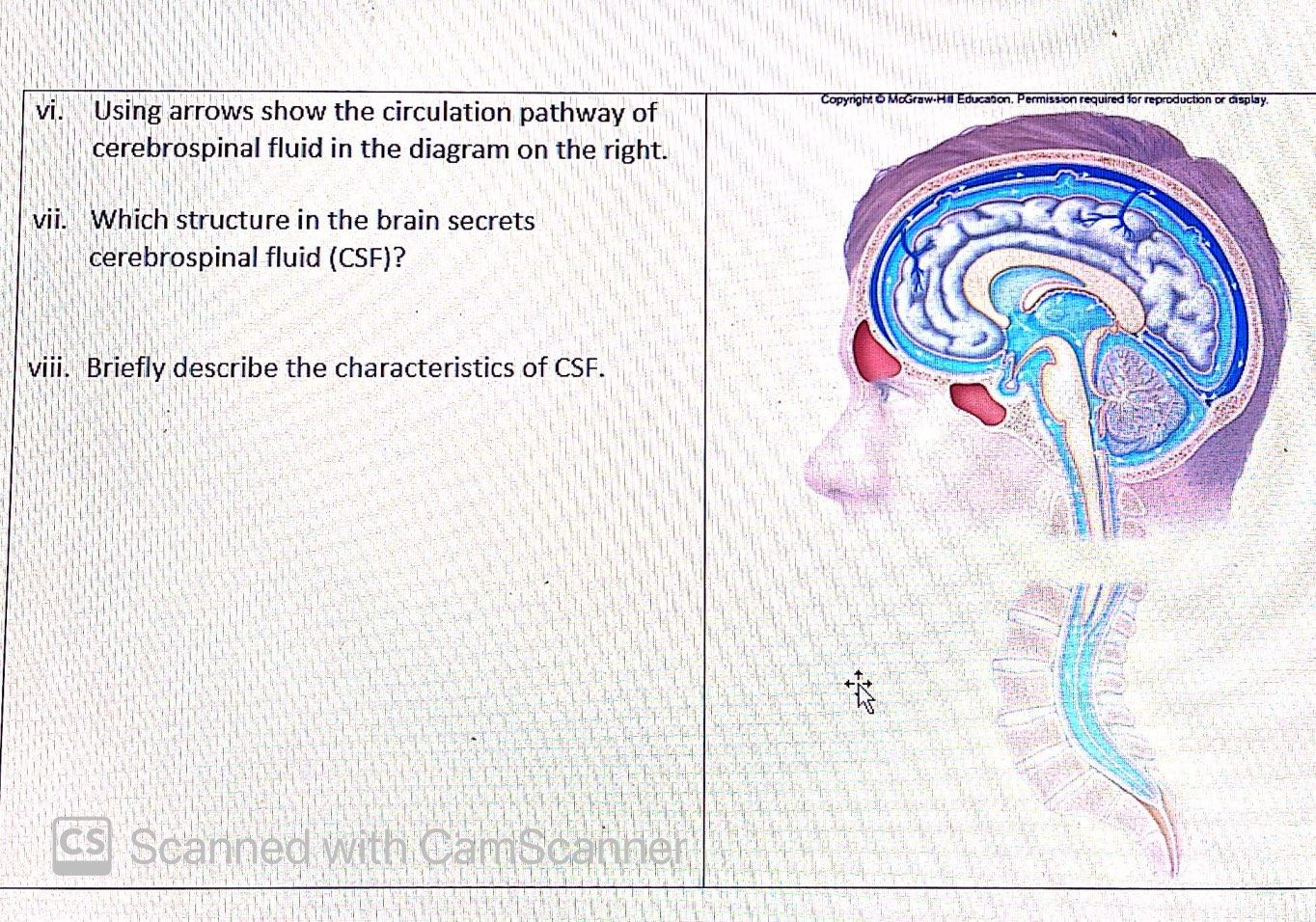 Cerebrospinal Fluid Circulation Pathway