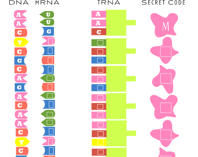 DNA is the blueprint of life. Your genetic code | Chegg.com