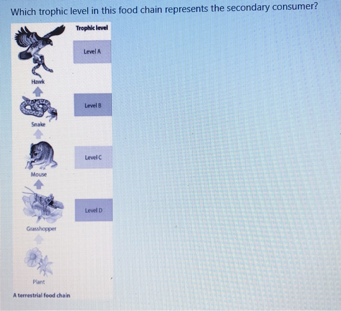 Solved hich trophic level in this food chain represents the | Chegg.com