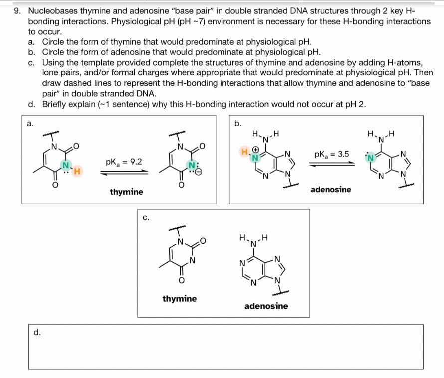 Solved Nucleobases thymine and adenosine "base pair" in | Chegg.com