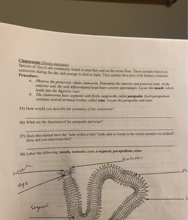 Solved Clamworms (Nereis succinea) Species of Nereis are | Chegg.com